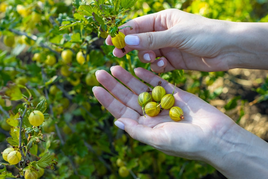 Gooseberry Bush