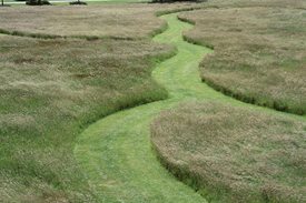 Monthly gardening tips & advice - June - lawns / RHS Gardening