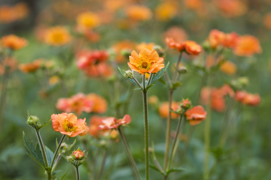 How to grow geums / RHS