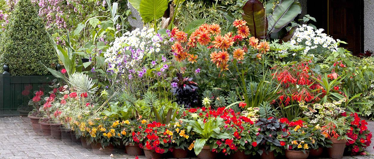 Find out about RHS Partner Gardens / RHS Gardening