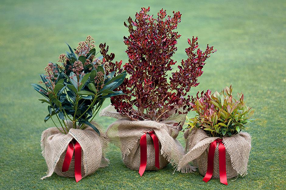 Shop online for plants, gifts, books | buy gardening gifts / RHS Gardening