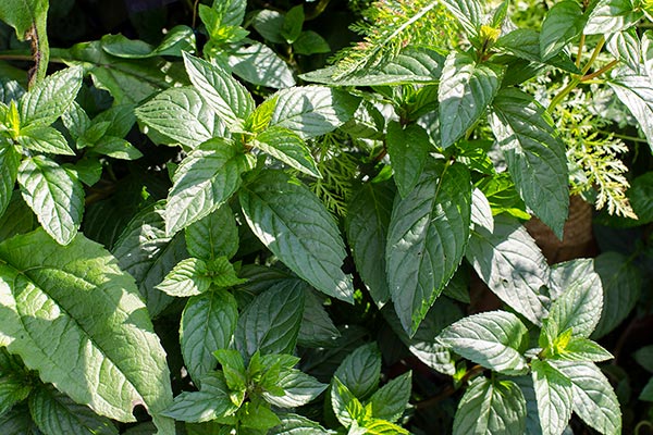 Identifying Types Of Mint What Is Mint?