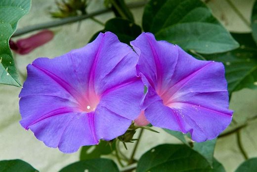 Help, advice & tips from the RHS on all kinds of plants / RHS Gardening