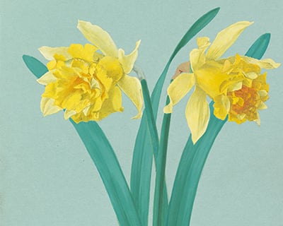Narcissus ‘Telamonius Plenus’ – The durable daffodil / RHS