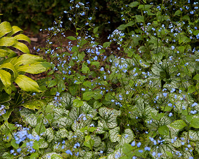 10 award-winning perennials for containers / RHS