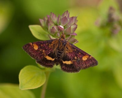 Top 10 best plants for moths / RHS
