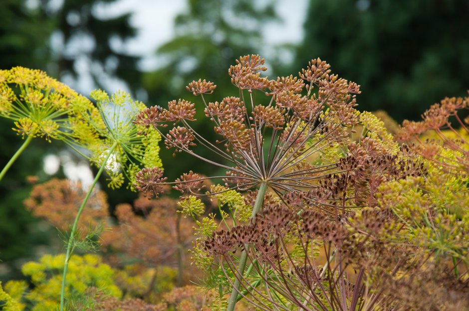 Dill Plants That Look Like Organic Dill Seeds Ireland | Anethum