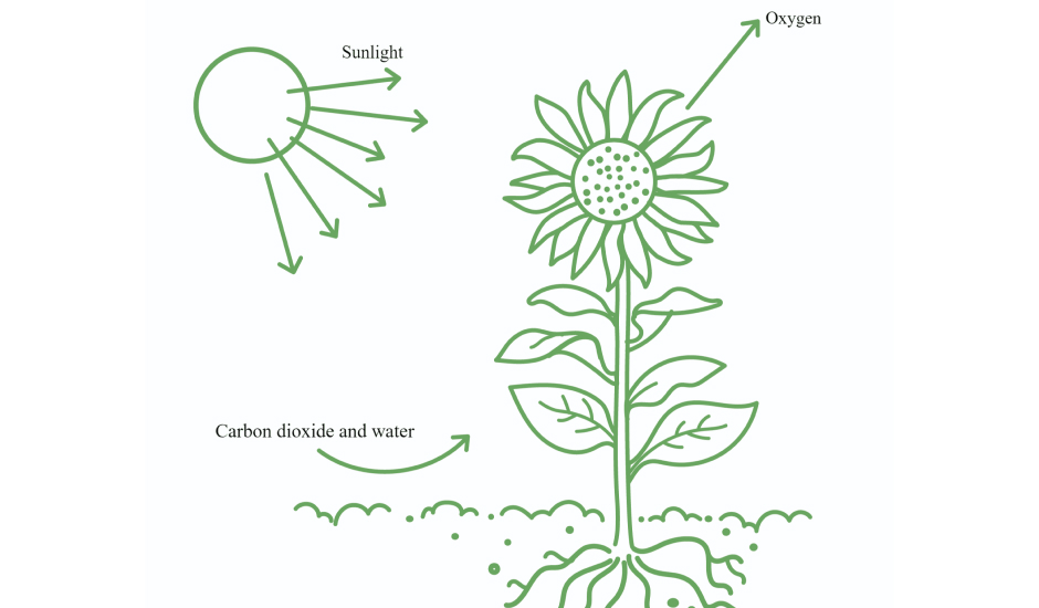 Simple Photosynthesis Process