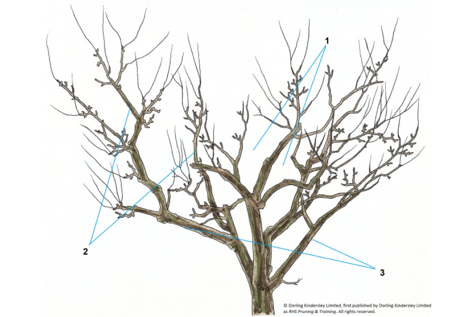 Pruning Pear Trees Diagram