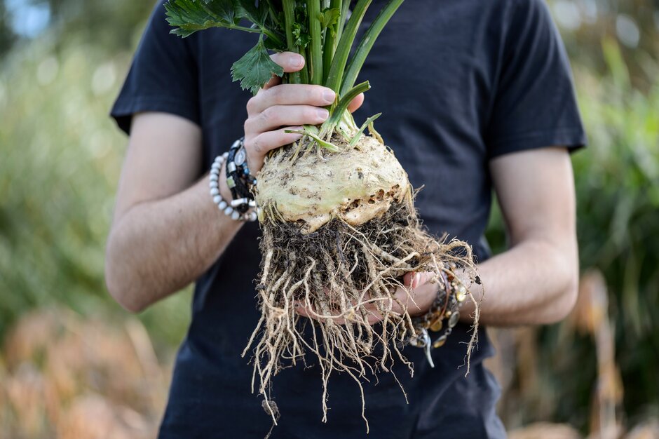 Celeriac Plant