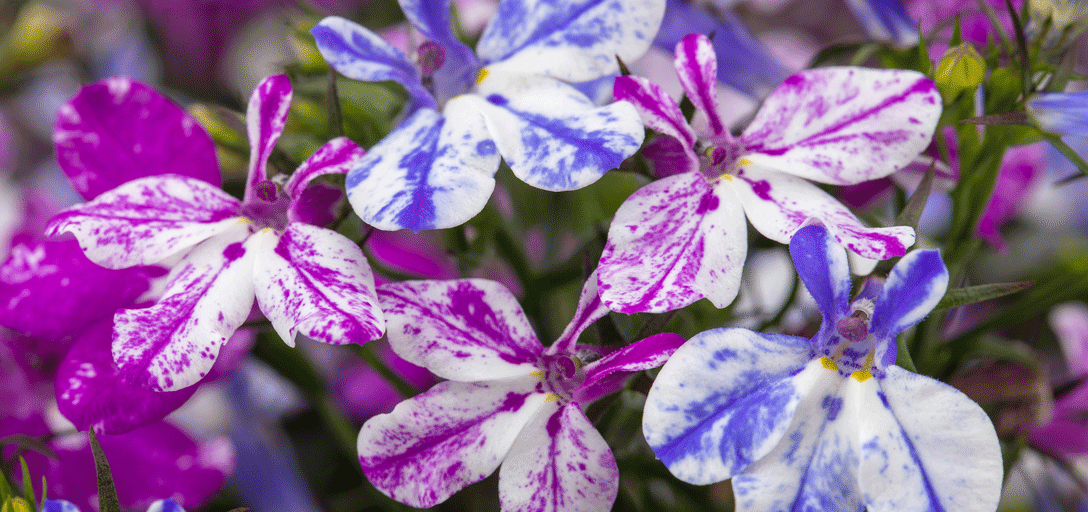 Gama Lobelia Inflata