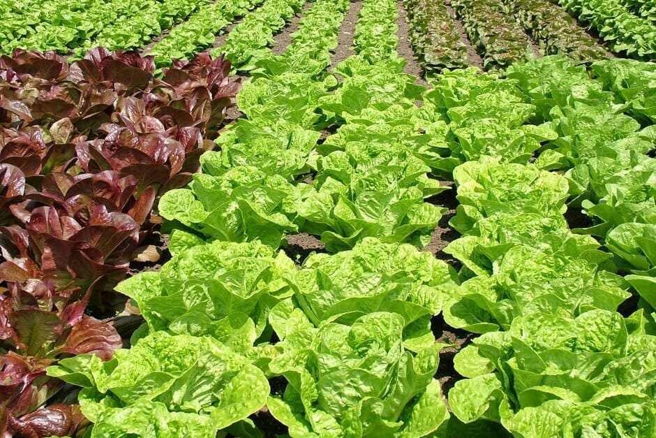 Lettuce Germination Temperature