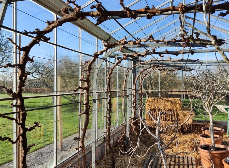 Grape Vine Fence Design