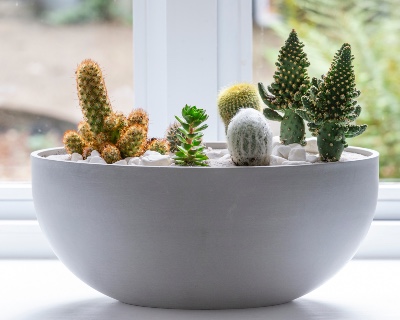 Weekend project: make a cactus bowl / RHS