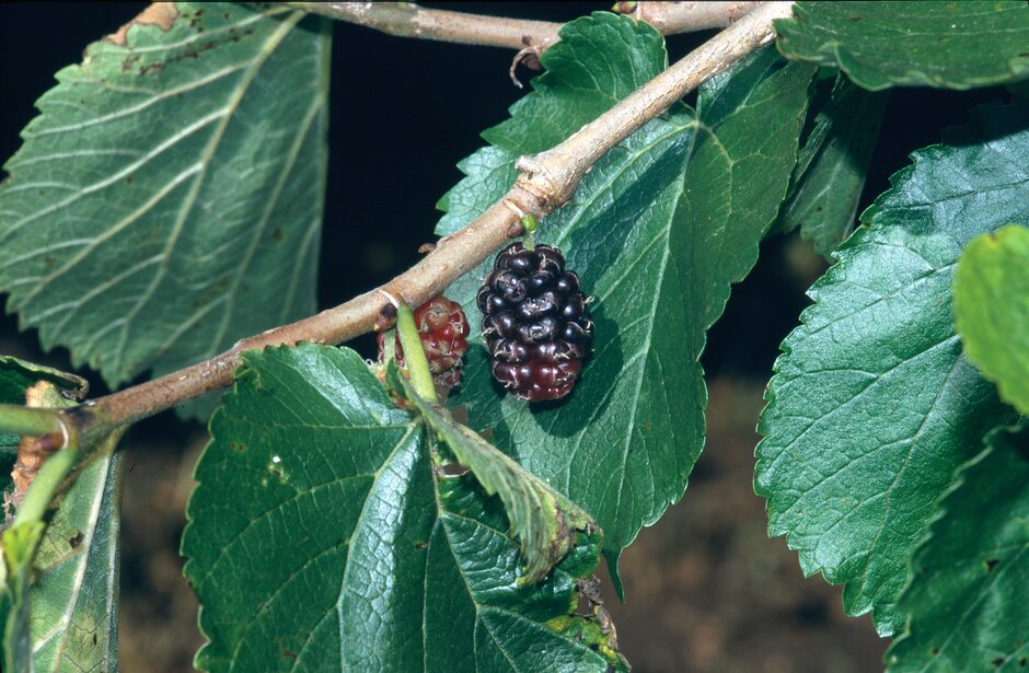 Black Mulberry Tree Black Mulberry Morus Nigra Hopes Grove