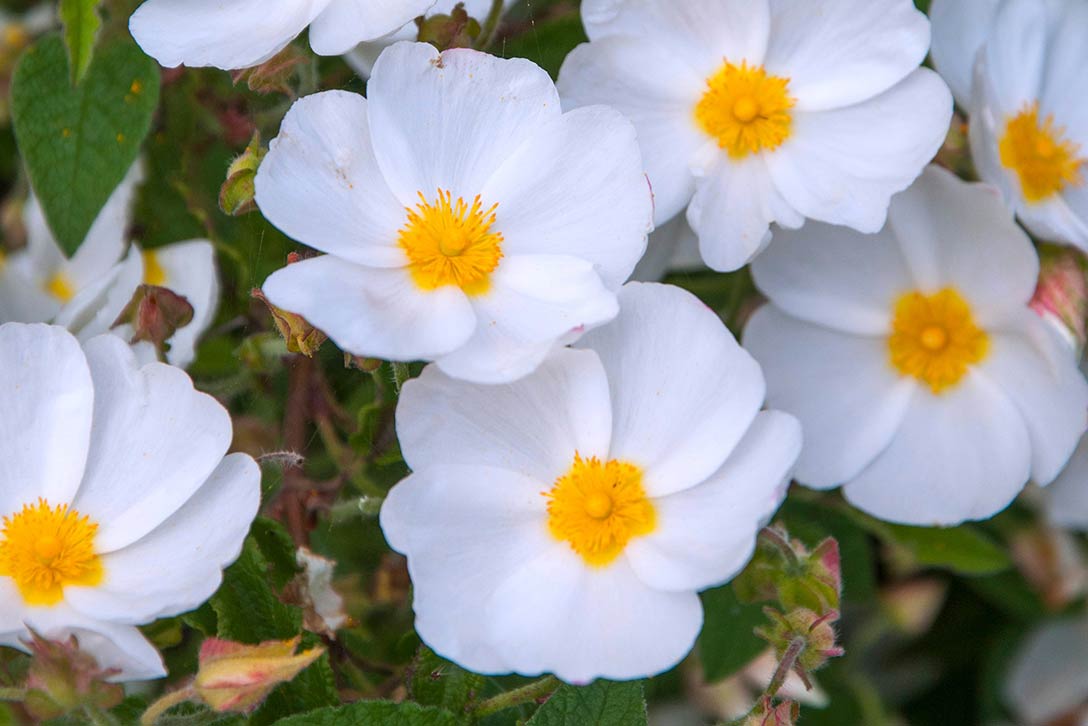 How to grow Cistus / RHS