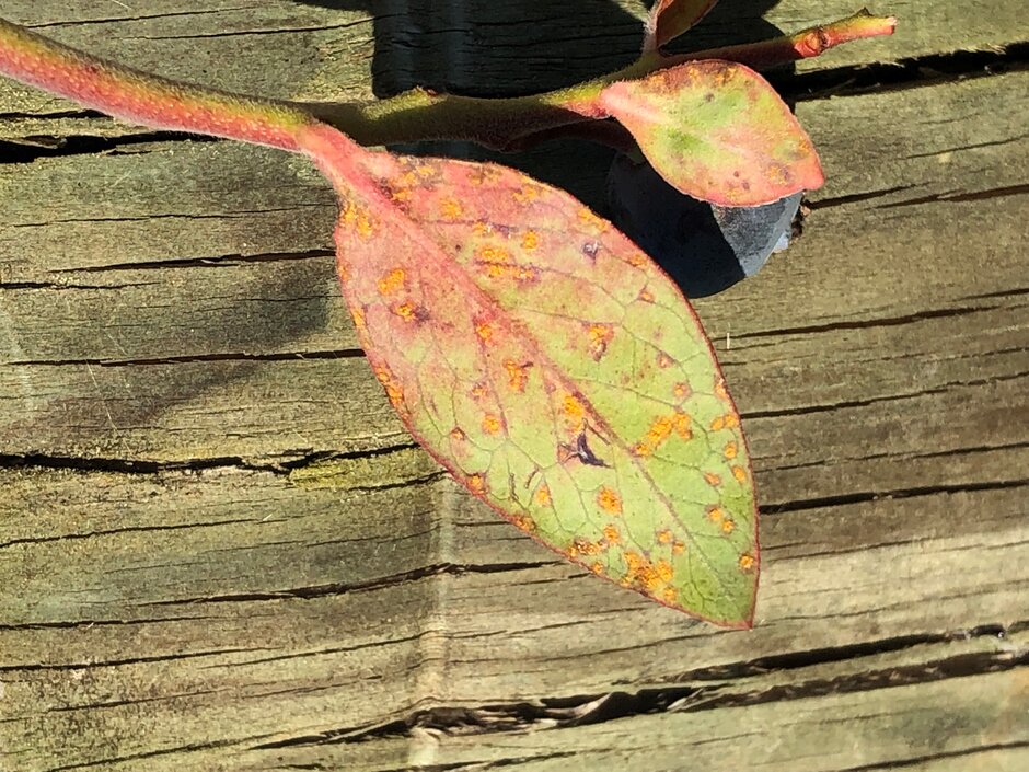 Rust Spots On Blueberry Plants Reaction Of Different Vaccinium Species