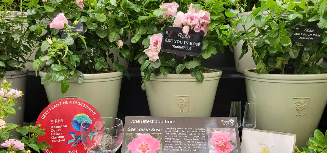 Rosetegninger I Farger Mange Flotte Rosafarger LADY