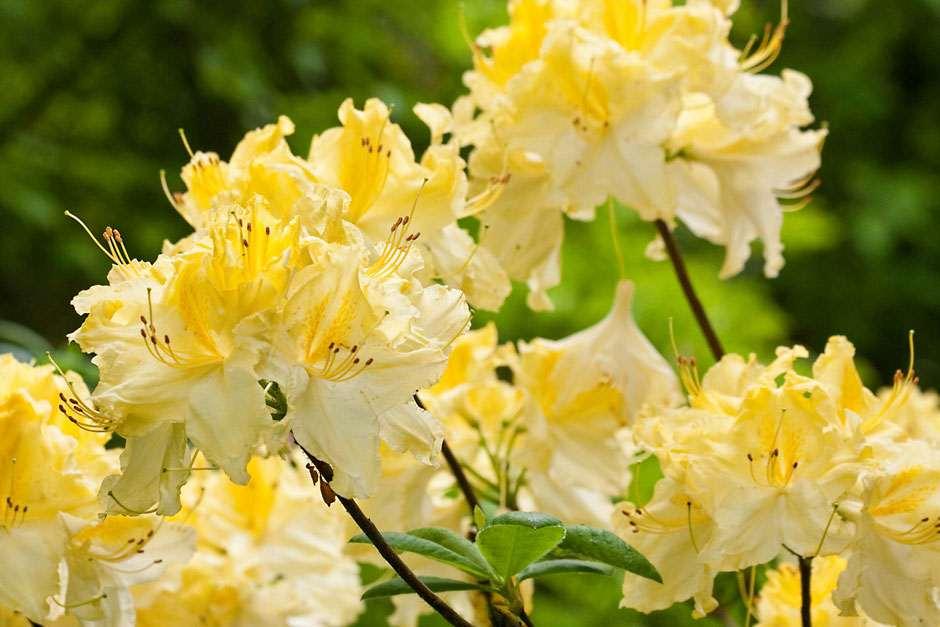 Help, advice & tips from the RHS on all kinds of plants / RHS Gardening