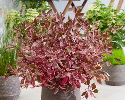 New Plants: Cornus alba Miracle | Graham Rice / RHS